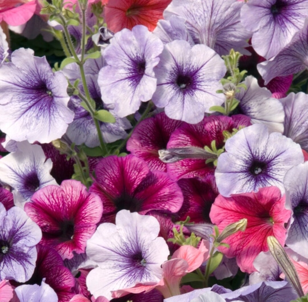 50 Petunia Celebrity Ice Mix Garden Seeds*extremely Rain Tolerant*easy ...