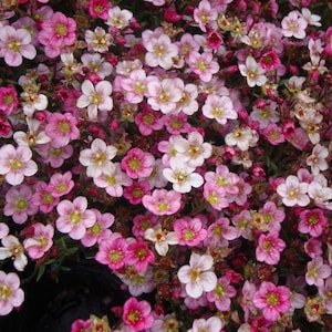 200/1000 Mossy Saxifrage Flower/floral Carpet Rockfoil Seeds*saxifraga ...