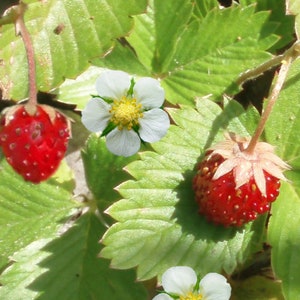 25/100 Alpine Strawberry Improved Rügen Fruit Seeds*container ...