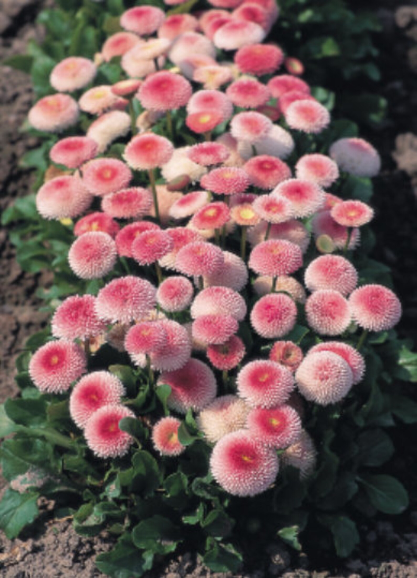 10/50P Bellis Tasso Strawberries and Cream English Daisy Flower Seeds ...