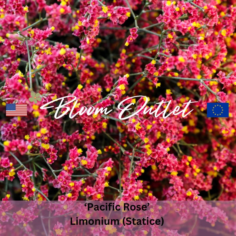 Statice Seeds – PACIFIC ROSE – Limonium Sinuatum - 30 Seeds - Sea ...