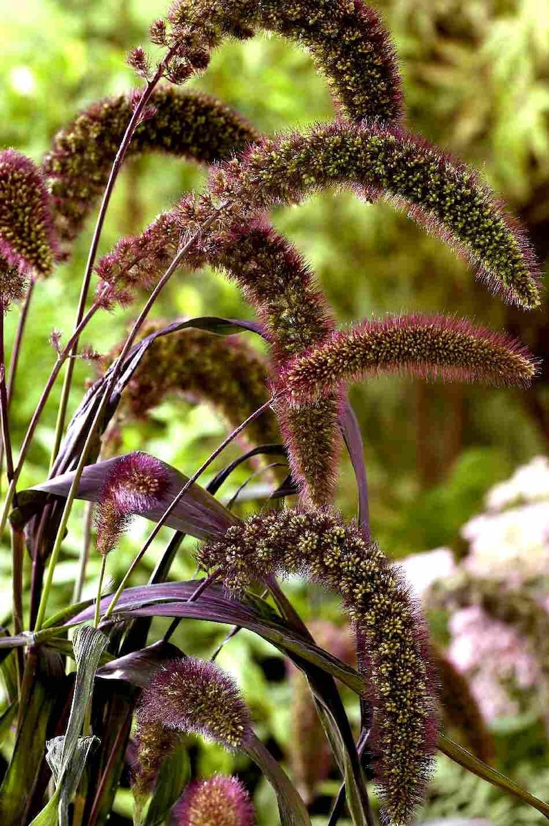 100/500/1000 Red Jewel Foxtail Millet Ornamental Grass Seeds*red ...