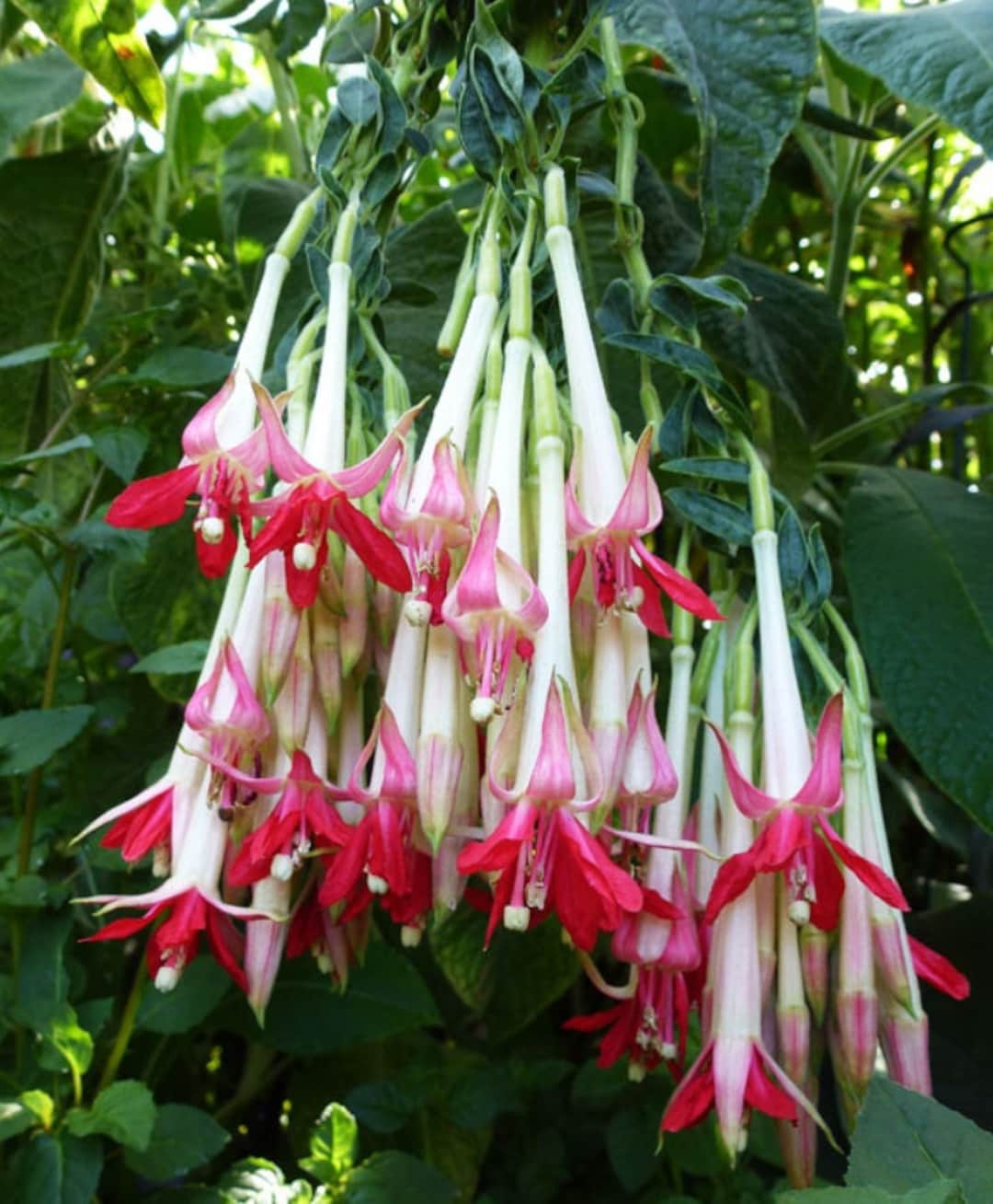 25/100/200 Fuchsia Red/white Bicolored Flower Seeds*fuchsia Boliviana ...