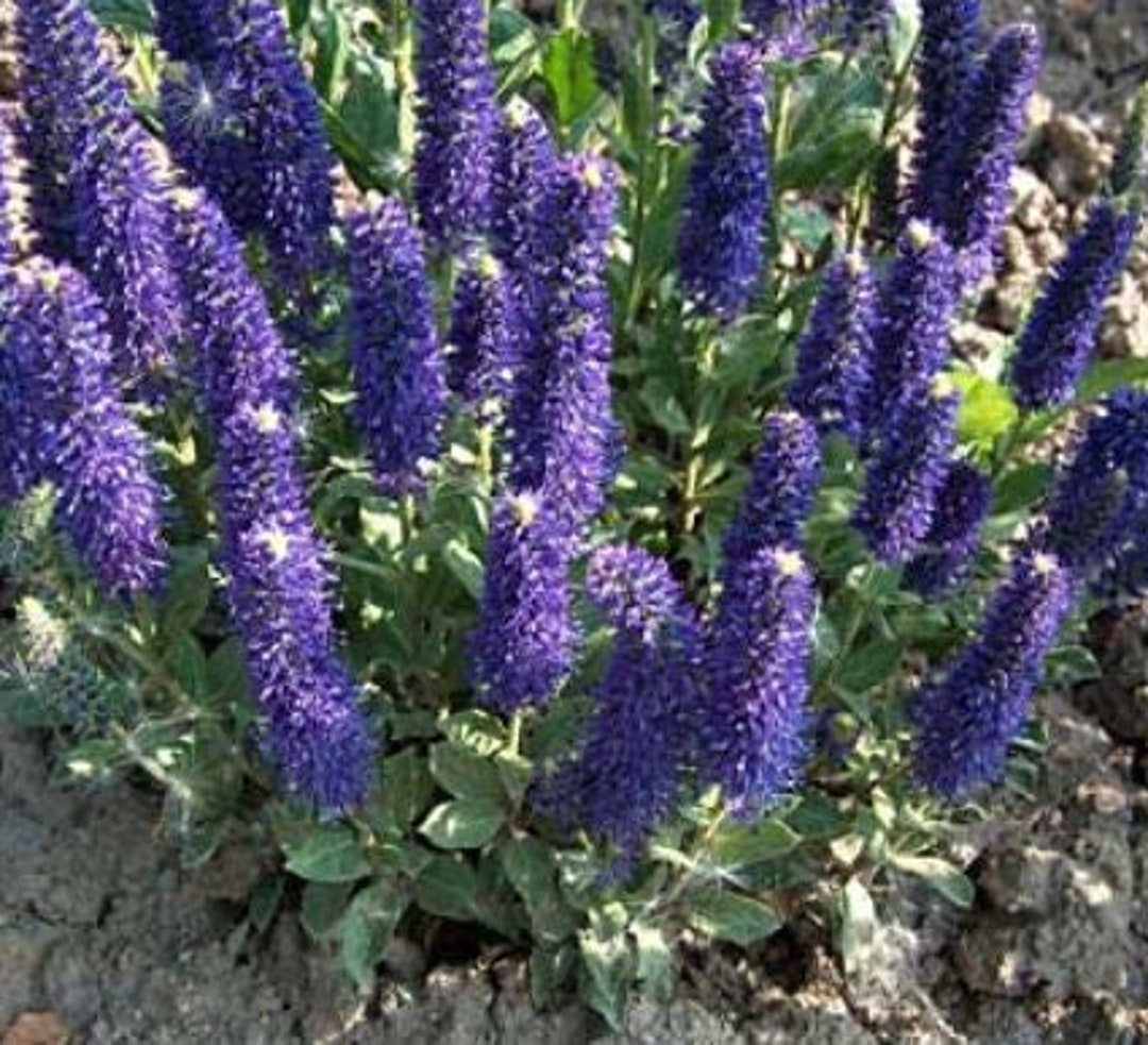 190/570 Speedwell Garden Seeds*veronica Porphyriana*blue Violet Dense ...