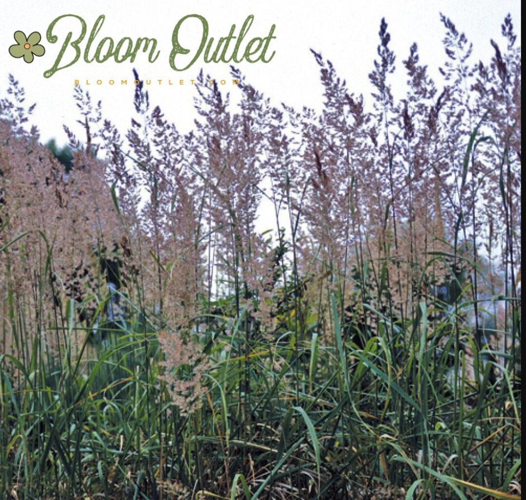 139/500 Feathertop Reed Ornamental Grass Seeds*wood Small Reed ...