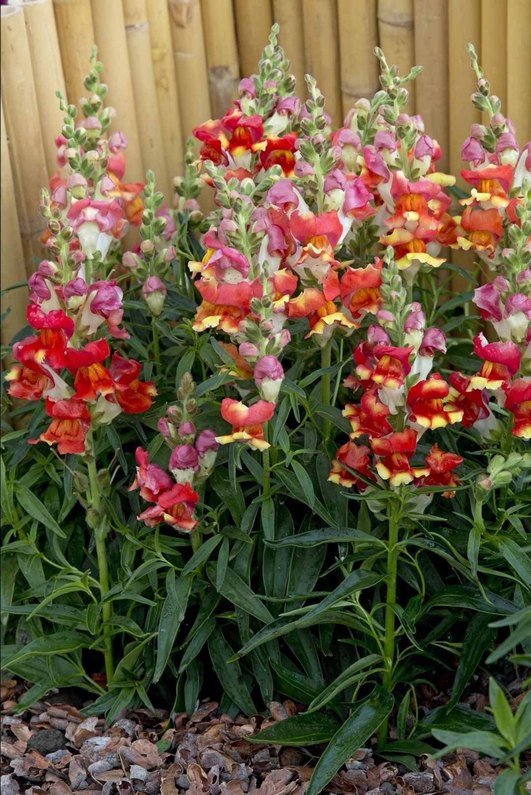 200/1000 Rembrandt Snapdragon Garden Flower Seeds*heirloom Golden ...