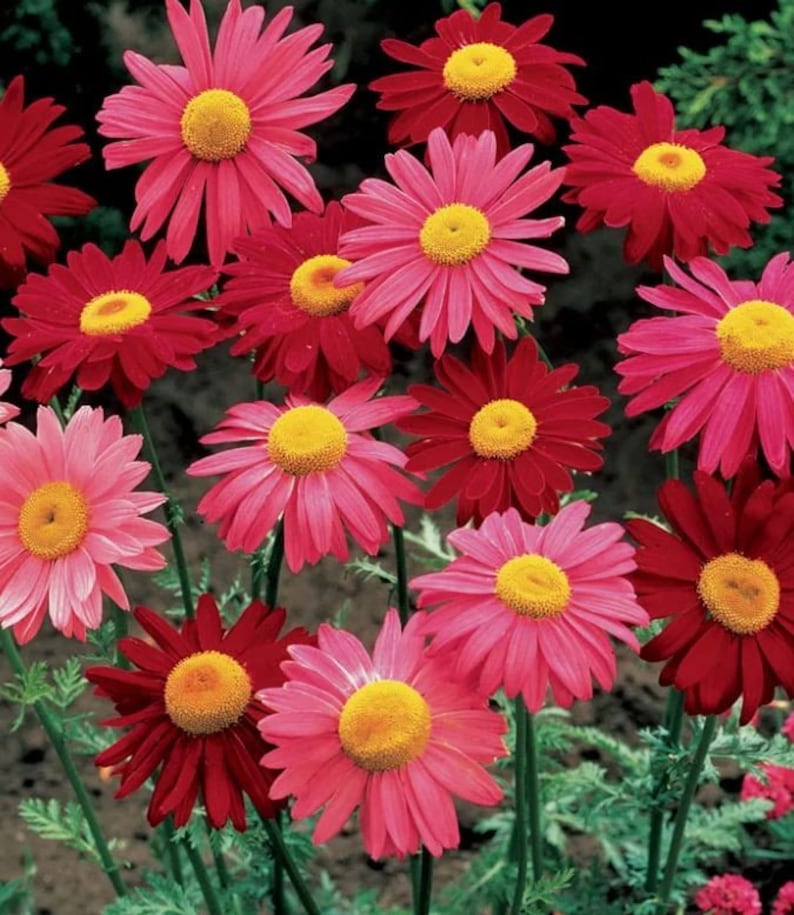 100 Painted Daisy Robinsons Giant Mix Planting Flower Seeds*large ...