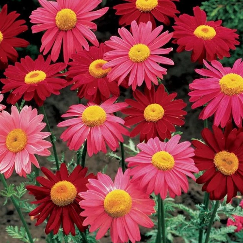 Robinsons Painted Daisy Seeds - Etsy