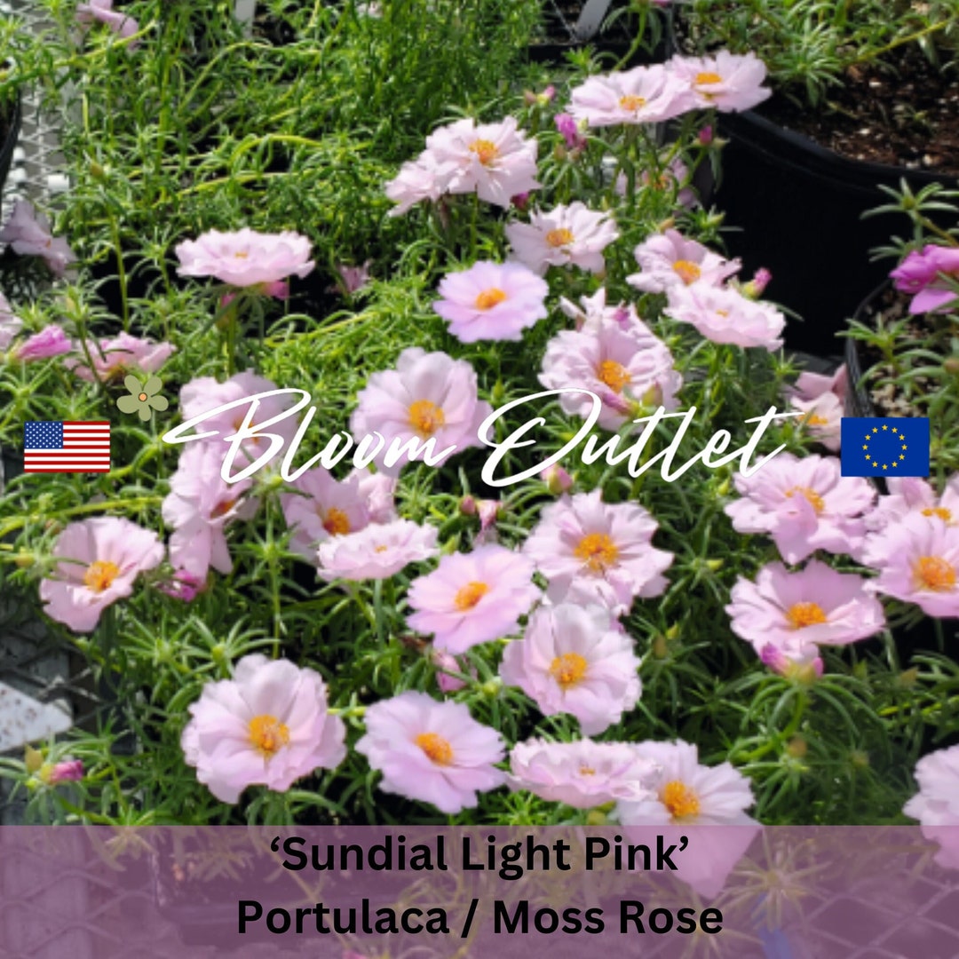 50 Moss Rose Seeds SUNDIAL LIGHT PINK Flower Plant Seeds Heat & Drought ...