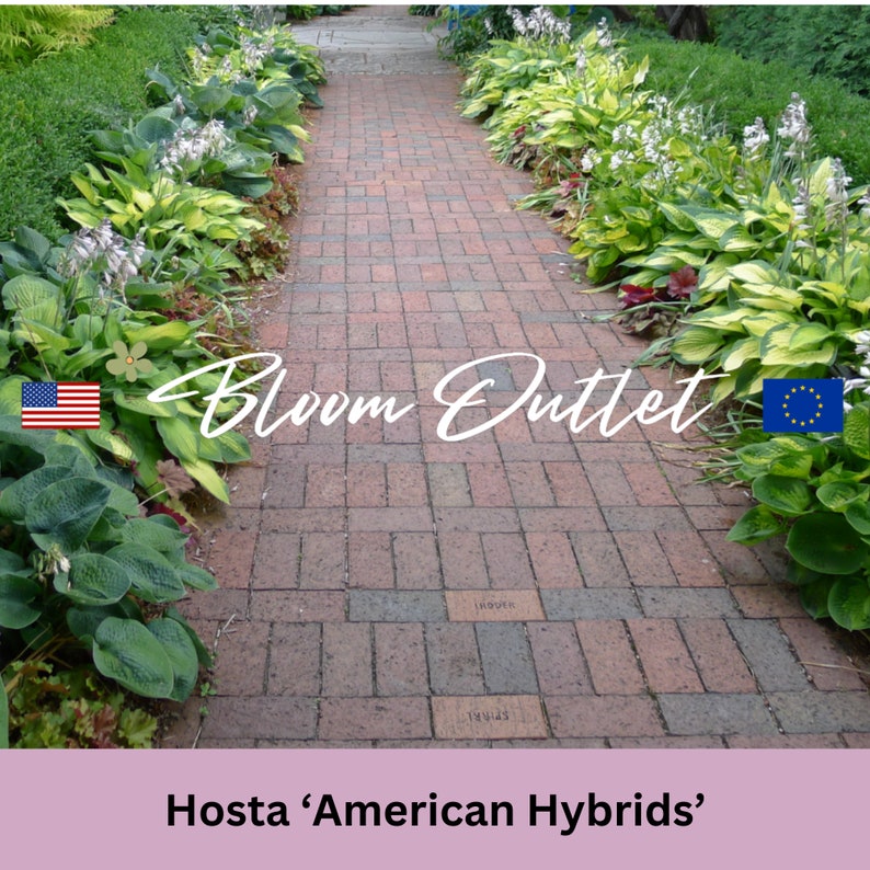 20 Hosta American Hybrids Mix Plantain Lily Garden Seeds*hosta Elata X ...