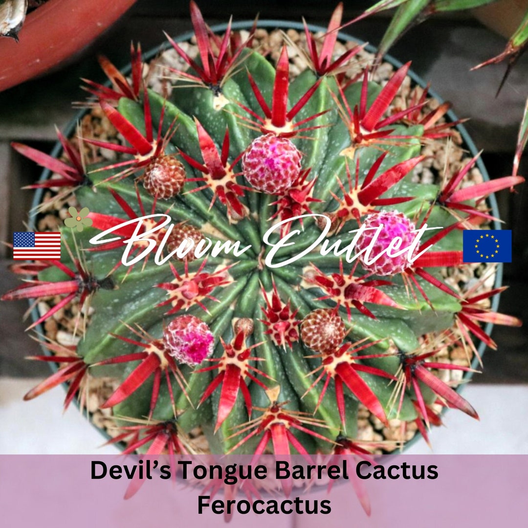 100/250 Cactus Seeds Devils Tongue Barrel Cactus Cacti Succulent Seeds Ferocactus Latispinus - Etsy