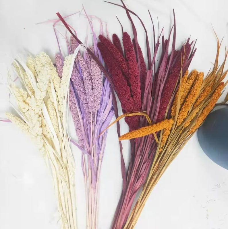 100/500/1000 Red Jewel Foxtail Millet Ornamental Grass Seeds*red ...