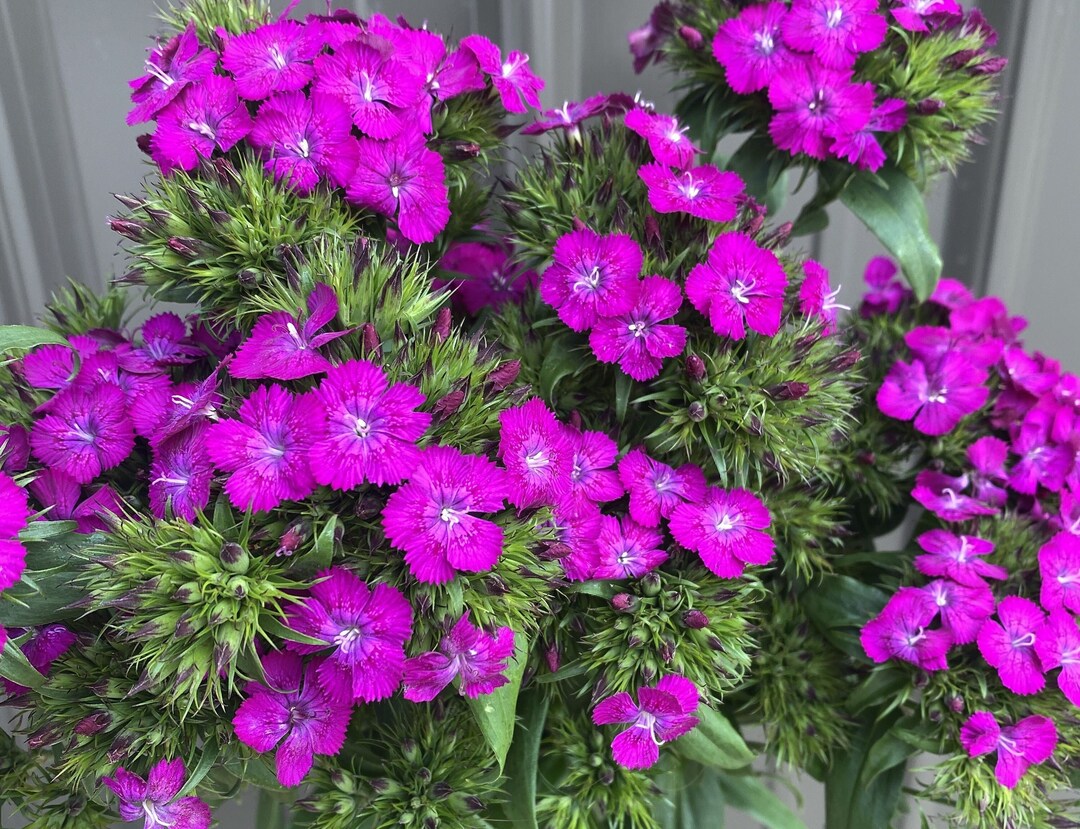 50/500 Dianthus Saskia Flower Seeds*sweet William*3-5 In/8-13 Cm ...