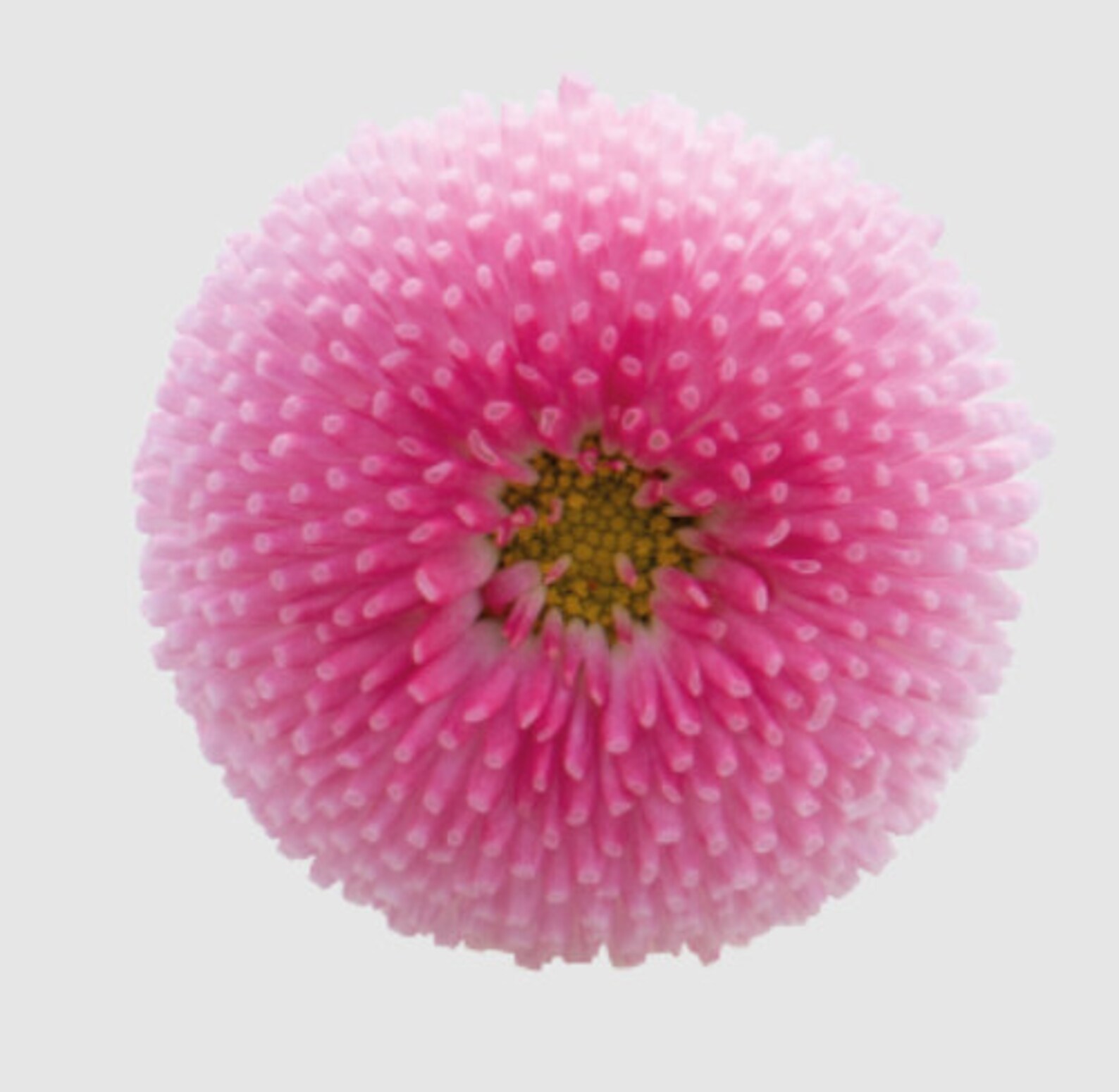 10/50P Bellis Tasso Strawberries and Cream English Daisy Flower Seeds ...