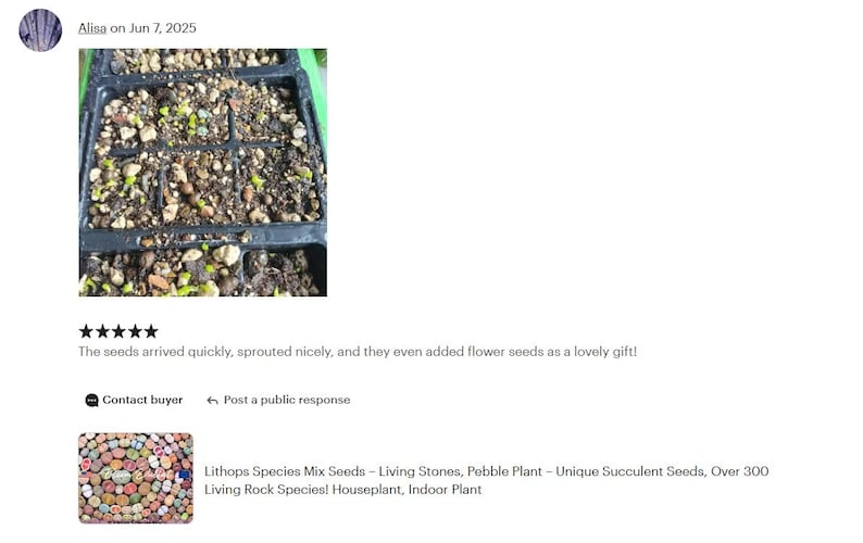 Lithops Species Mix Seeds – Living Stones, Pebble Plant – Unique ...