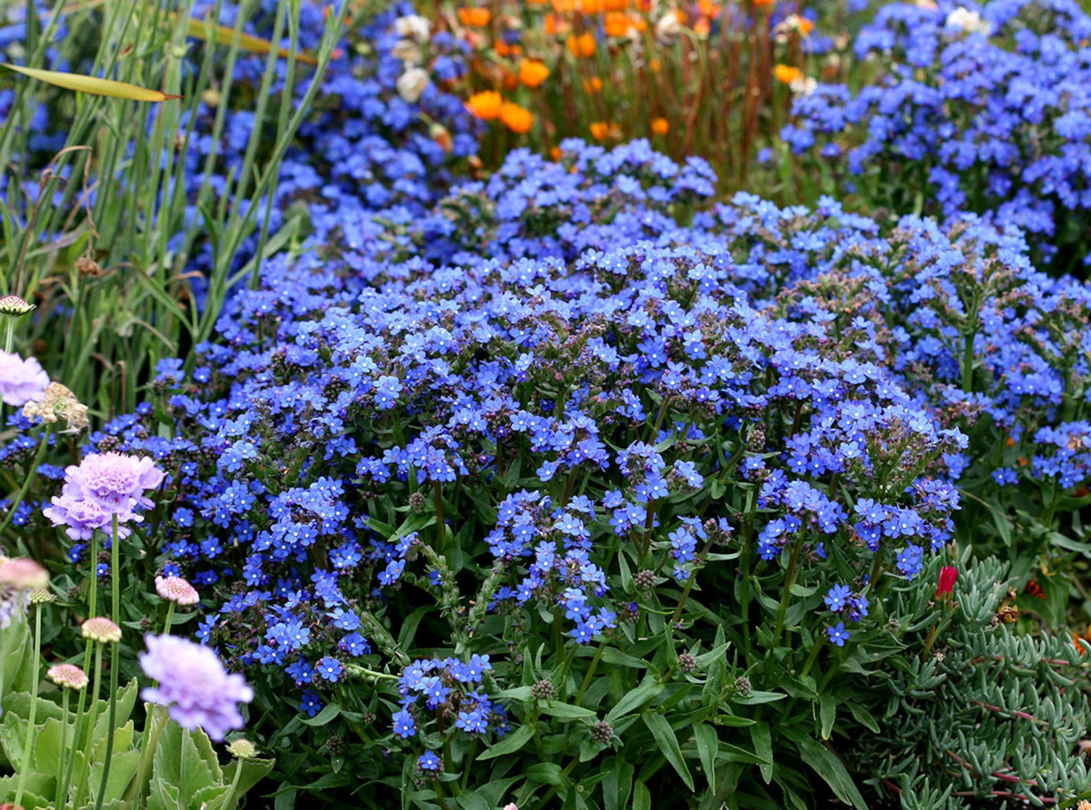 25/100/500 Blue Angel Bugloss Garden Seeds*blue Flower*summer Forget Me ...