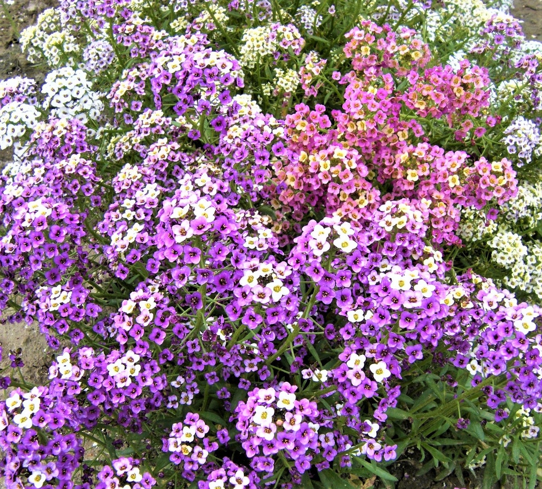 Sweet Alyssum Wandering Mix Flower Seeds Lobularia Maritima Annual ...
