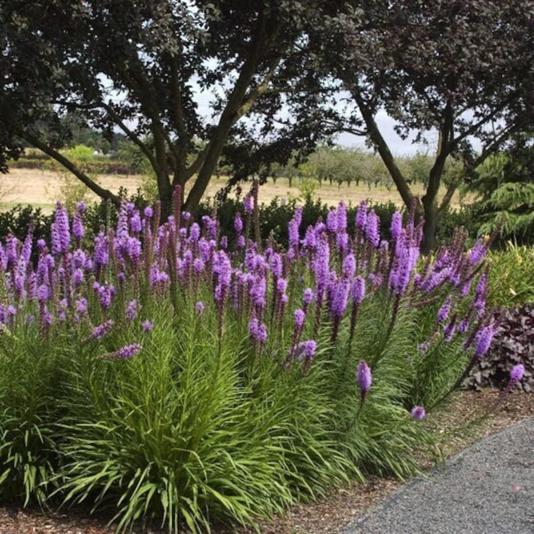 25/100 Liatris Kobold/goblin Gayfeather Seeds*liatris Spicata*deep ...