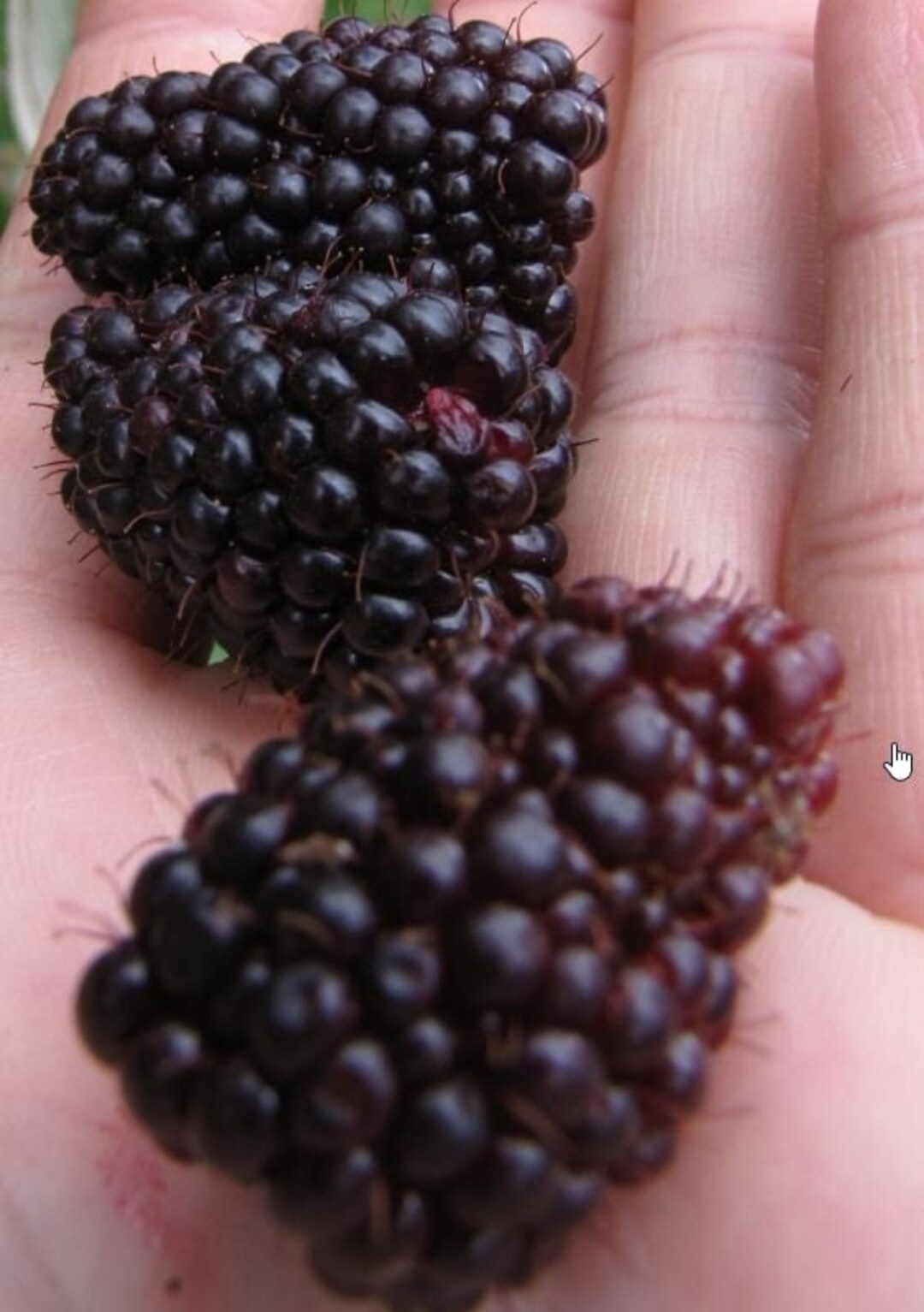 Fruit Seeds Raspberry Seeds ANDEAN RASPBERRY FRUIT Garden Plant Seeds ...