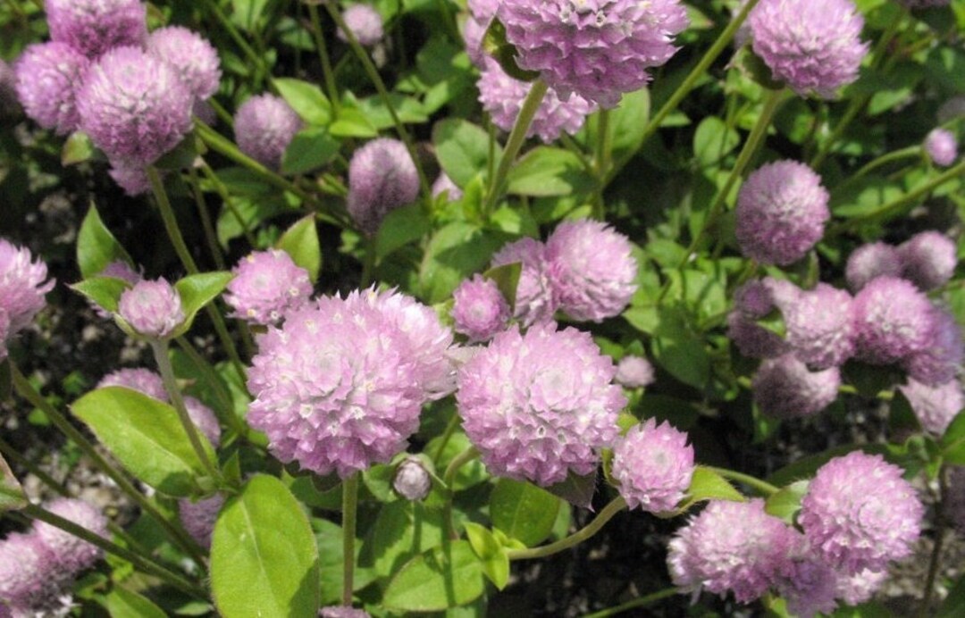 Gomphrena Buddy Rose Seeds – Globe Amaranth, Dried Flowers, Vibrant ...