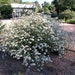 168/500 Jackpot Snow Daisy Tansy Seeds*million Blooms Perennial Plant ...