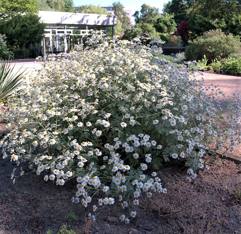 168/500 Jackpot Snow Daisy Tansy Seeds*million Blooms Perennial Plant ...