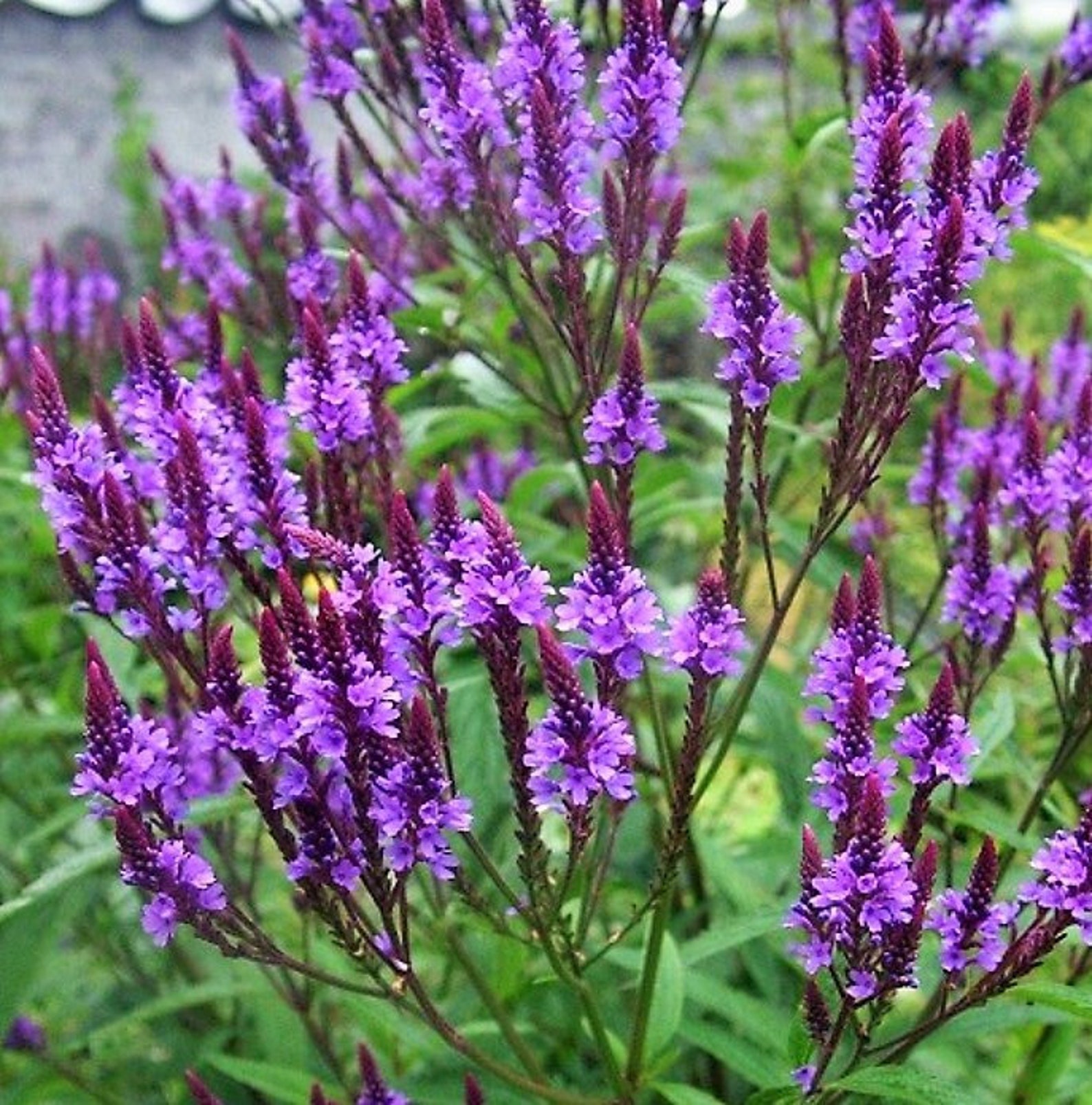 100 Blue Spires Vervain Seeds*verbena Hastata*1st Yr Flowering ...