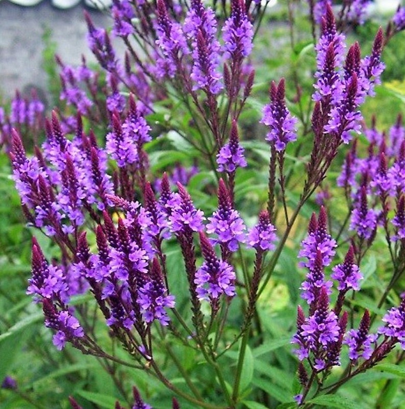 100 Blue Spires Vervain Seeds*verbena Hastata*1st Yr Flowering ...