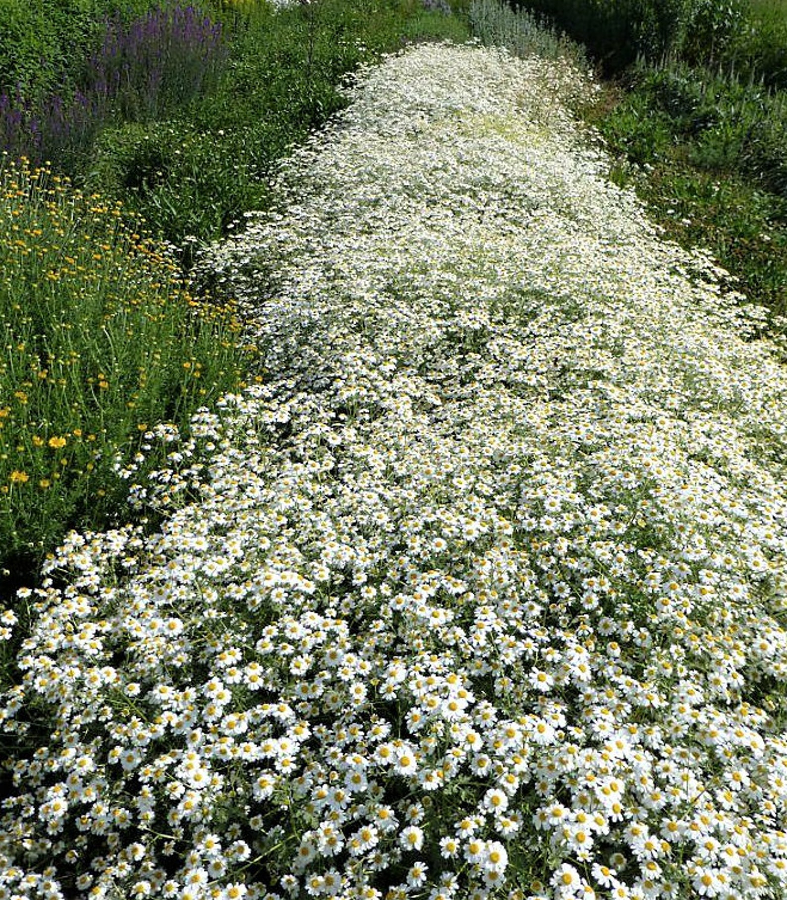 168/500 Jackpot Snow Daisy Tansy Seeds*million Blooms Perennial Plant ...