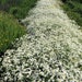 168/500 Jackpot Snow Daisy Tansy Seeds*million Blooms Perennial Plant ...