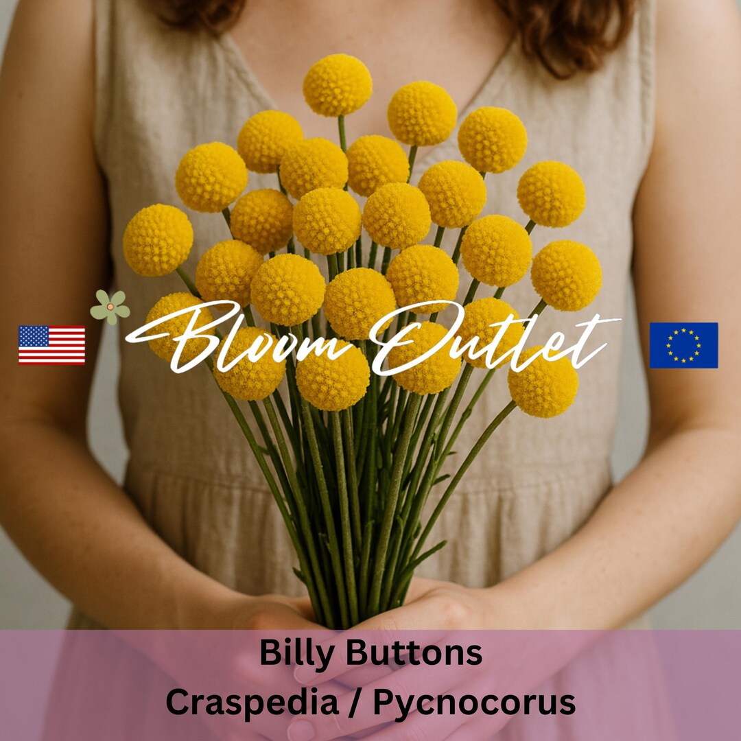 Billy Buttons Seeds, Drumstick Flower, Craspedia Globosa Seeds, Dried ...