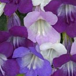 20 Asarina Formula Mix Climbing Twining Snapdragon Seeds Annual Flower ...