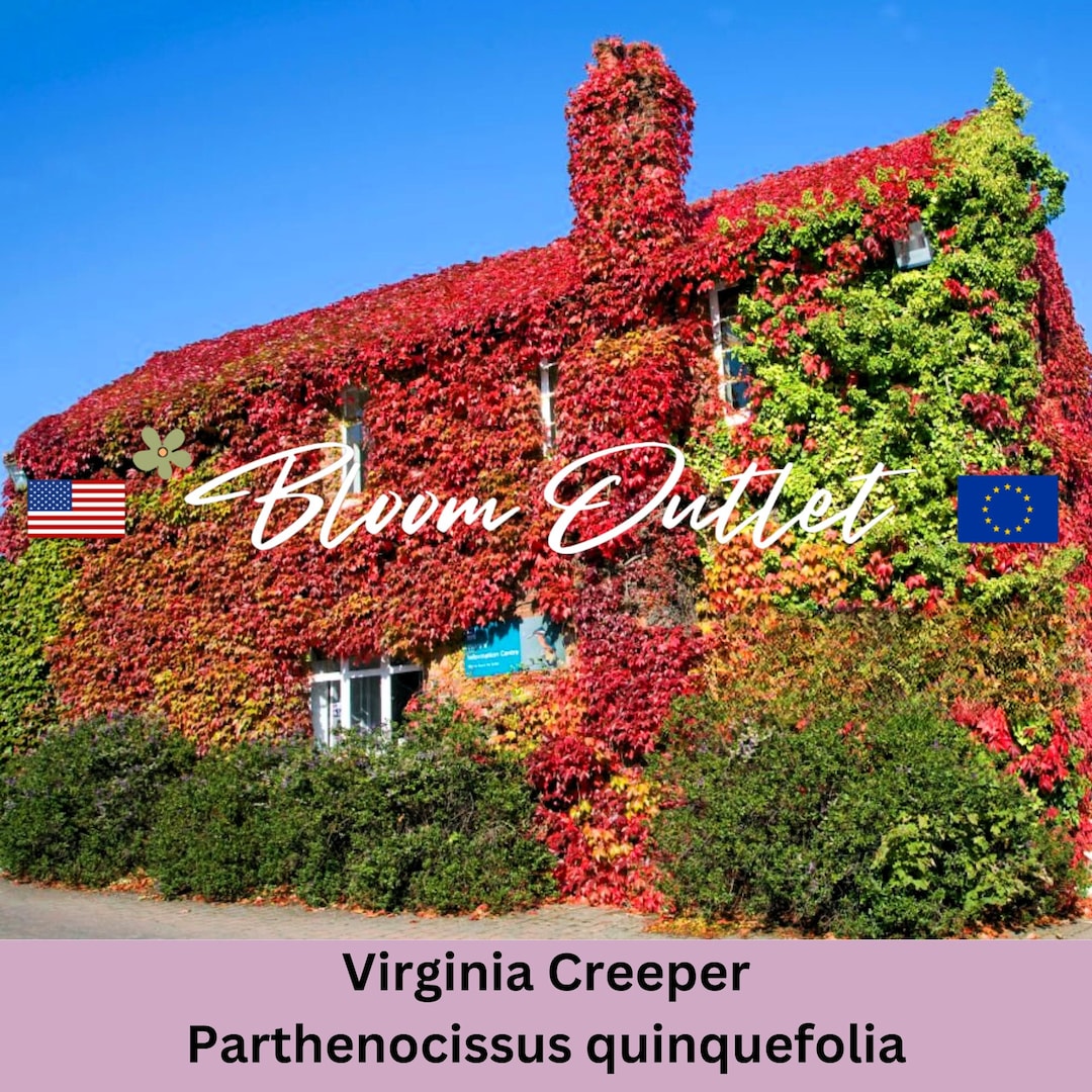 Virginia Creeper Seeds Engelmann's Ivy Five Leaved Ivy Woodbine Vine ...