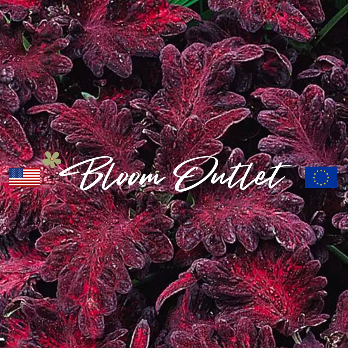 50/100 Coleus Black Dragon Flower Seeds*exotic Serrated Leaves*red ...