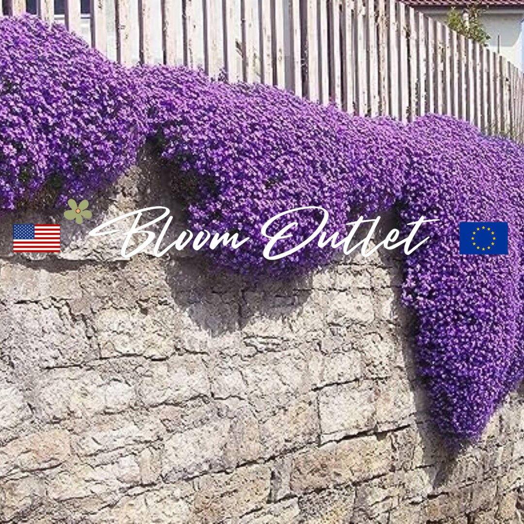 BLUE Rock Cress Seeds ROYAL CASCADE Aubrieta Garden Seedsaubrieta ...
