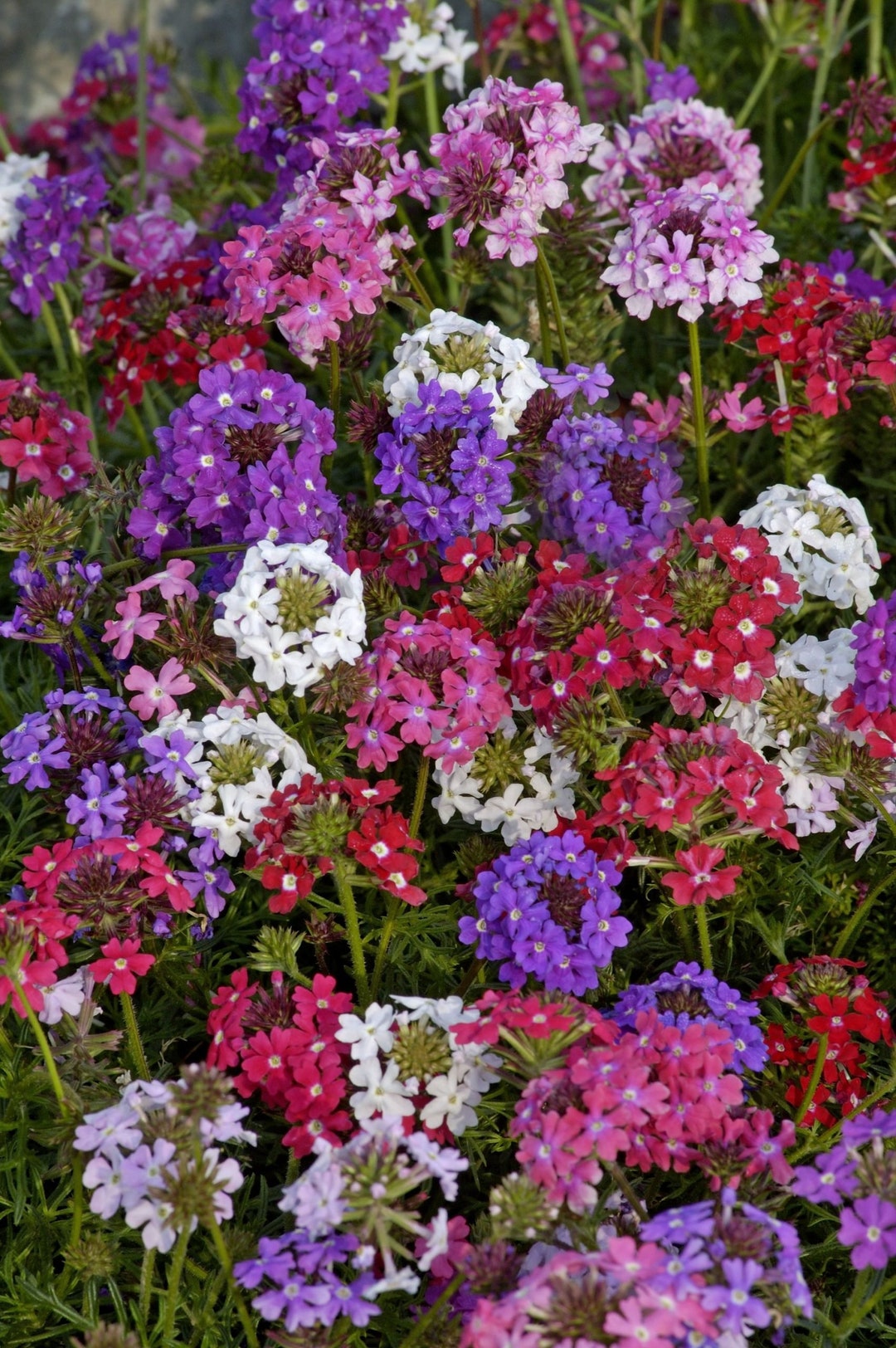 25/200 Verbena Desert Jewels Mix Seeds*moss Verbena Plant Seeds ...