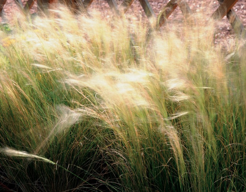 50 Pony Tails Mexican Feather Ornamental Grass Planting Seeds*evergreen ...