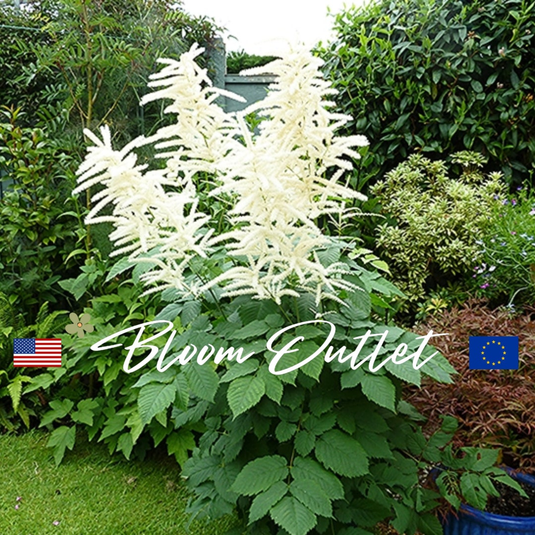 100/500 Goat's Beard Planting Seeds*bride's Feathers*agm Award*shade ...
