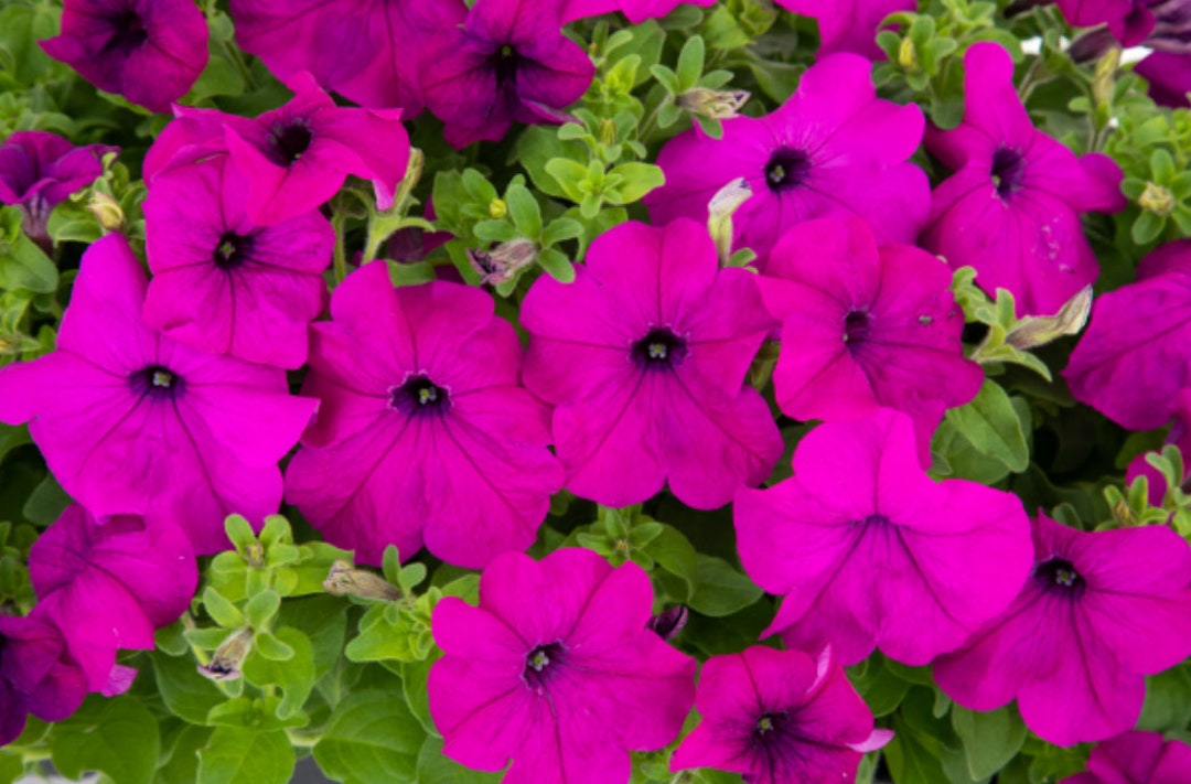 50 Petunia SUCCESS! 360 Violet Flower Seeds*easy to Grow Plants*hanging ...