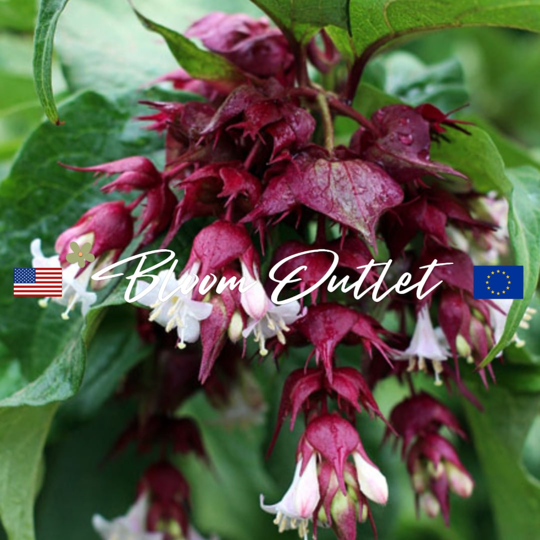 25/100 Leycesteria Himalayan Honeysuckle Plant Seeds*agm*pheasant Berry ...
