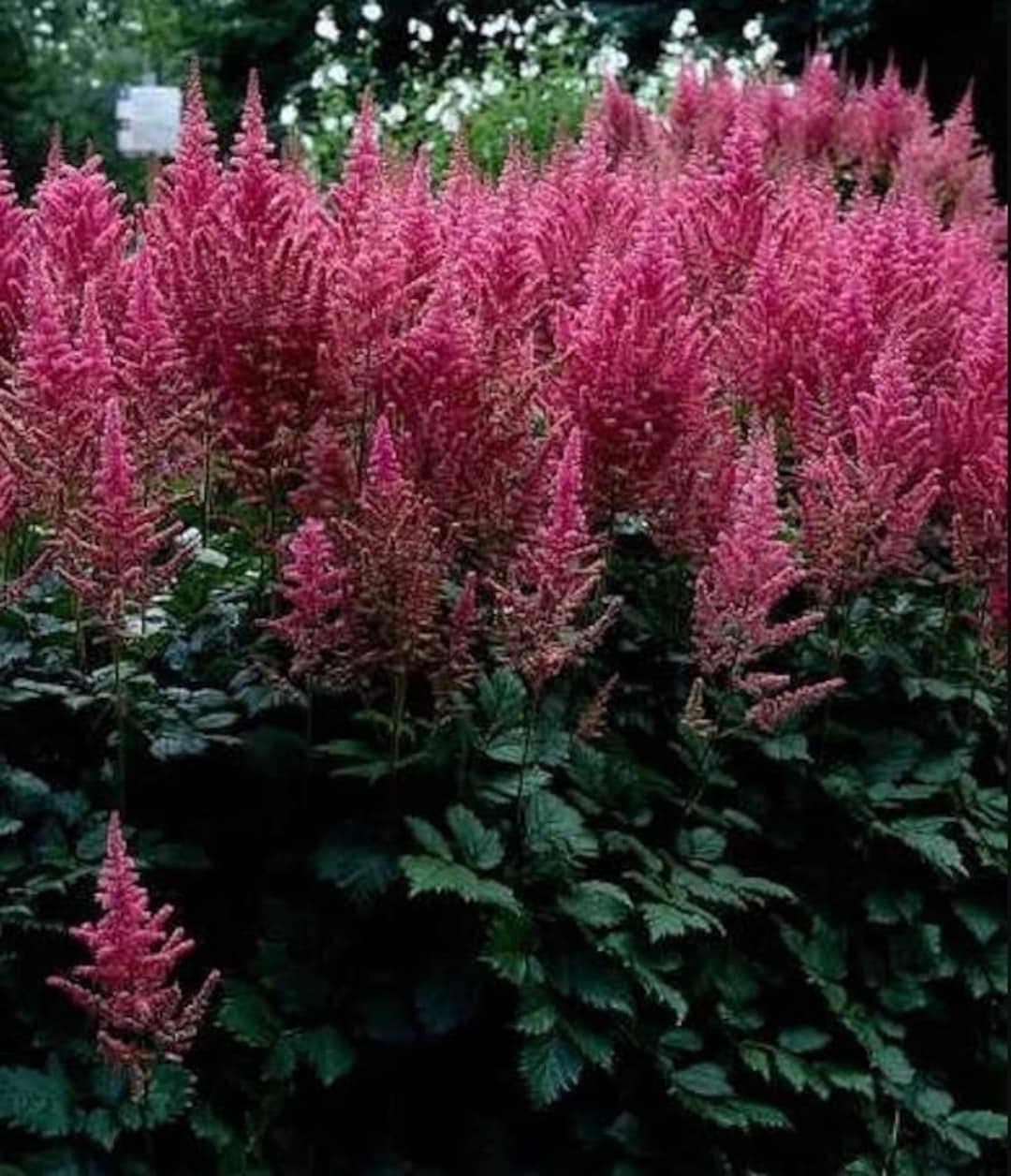 100/500 Chinese Astilbe*false Goatsbeard*false Spirea*chinesische ...
