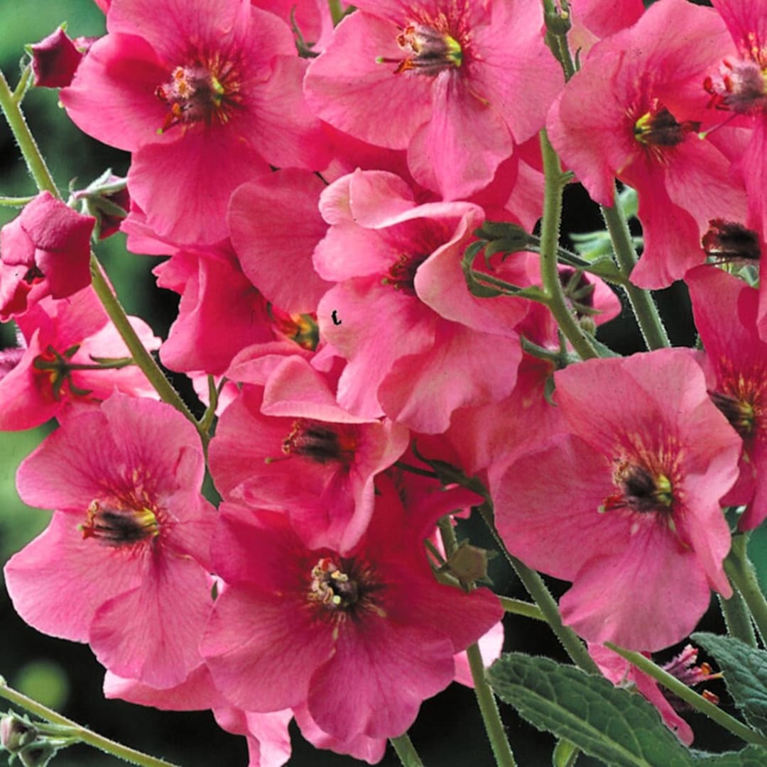 200/1000 Verbascum Purple Mullein Rosetta Seeds*antique Rose*1st Yr ...