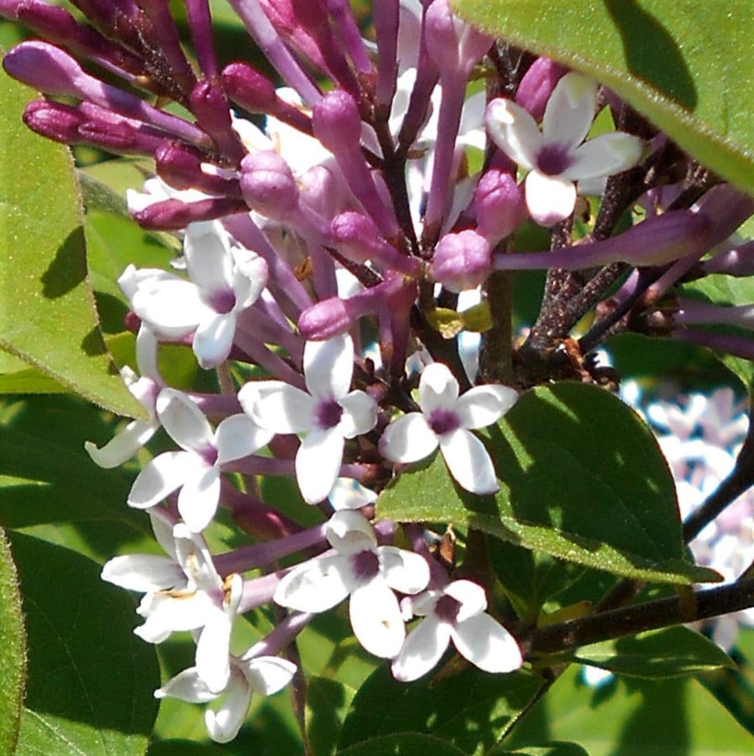 50/200 Lilac Little Leaf Flower Garden Seeds*littleleaf*syringa ...