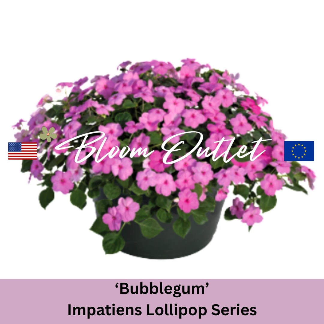 Impatiens Lollipop Bubblegum Seeds – Vibrant Pink Flower Color, Shade ...