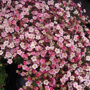 200/1000 Mossy Saxifrage Flower/floral Carpet Rockfoil Seeds*saxifraga ...