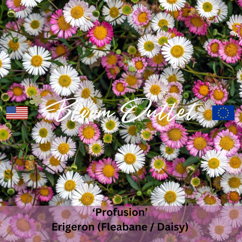 Erigeron Karvinskianus Seeds - PROFUSION - BULK – 1,000 Seeds Mexican ...