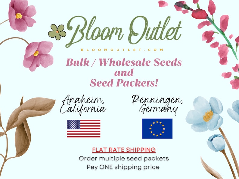 200 Rampion Bellflower Seeds*turnip Like Root Vegetable & Ornamental ...