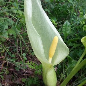 20 Italian Arum Garden Seeds*lords and Ladies*italian Lily*shade ...