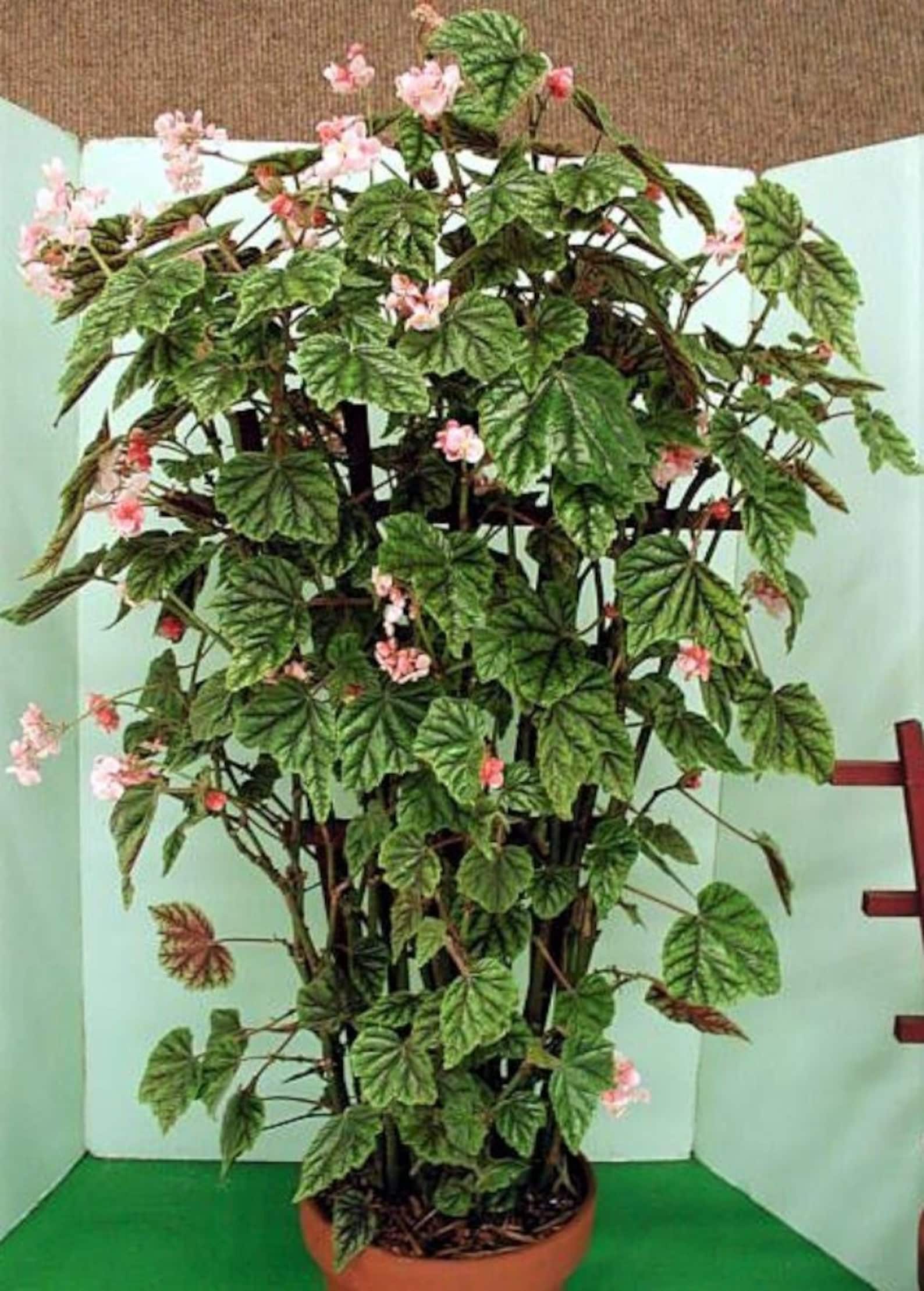 100 Metallic Leaf Begonia Garden Seeds*begonia Incarnata/metallica ...