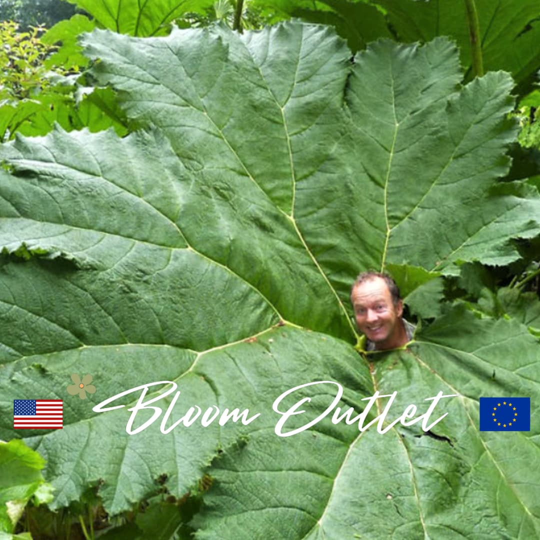 40 Giant Rhubarb Seeds*dinosaur Food*gunnera Manicata*agm Award*one of ...